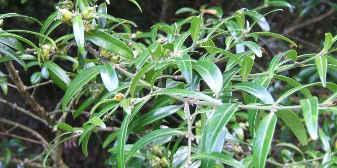 ما الفرق بين الوسمة والكتم | المنزل، معلومتك عندنا